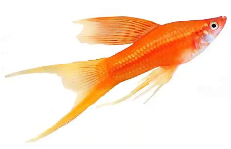 Swordtail Fish The Ultimate Guide