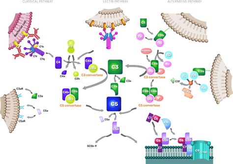 Explore The Complement System Retina Today