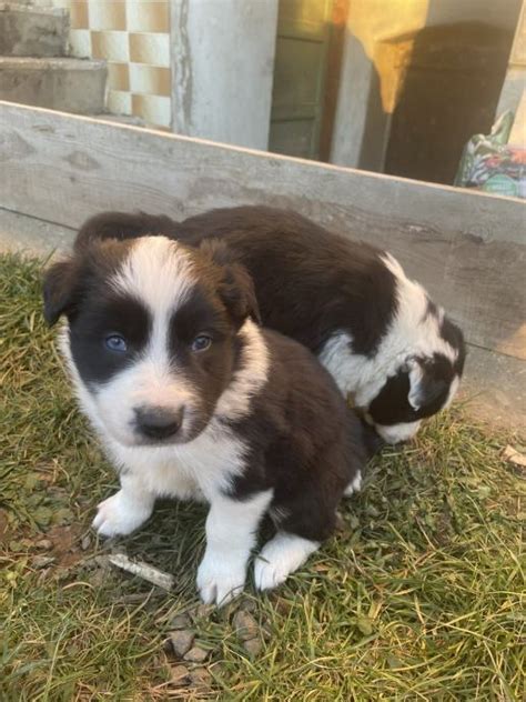Border Collie Mladiči