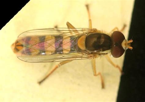 Small Yellow And Black Syrphid Fly The Backyard Arthropod Project