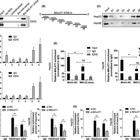 Knockdown Of Metastasis‐associated Lung Adenocarcinoma Transcript 1 Download Scientific Diagram