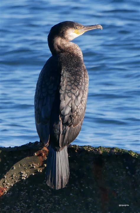 Great Cormorant Hipogritos Birds