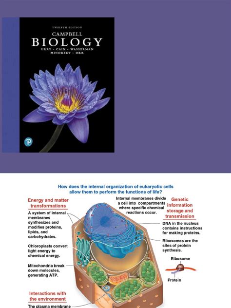 Lecture 4 Cell Structure And Function Part 1 Pdf Cell Biology