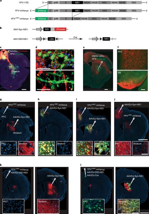 Controlled Anterograde Transneuronal Spreading Of Yfv 17d A