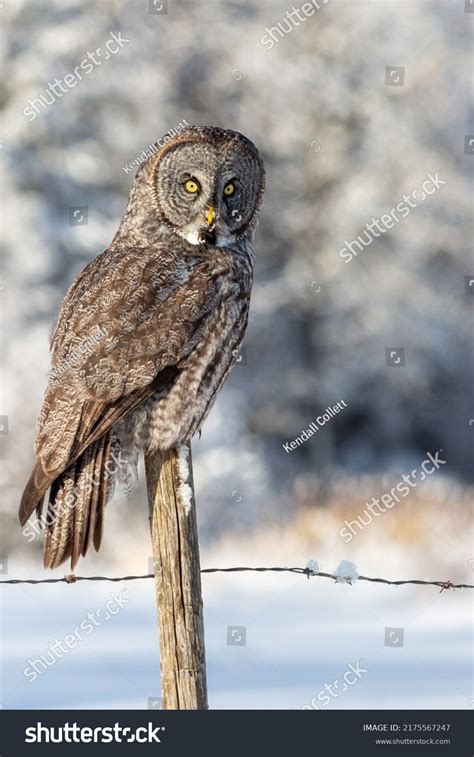 3 Fotos De Barb Wire Hear Fotos Imágenes Y Otros Productos