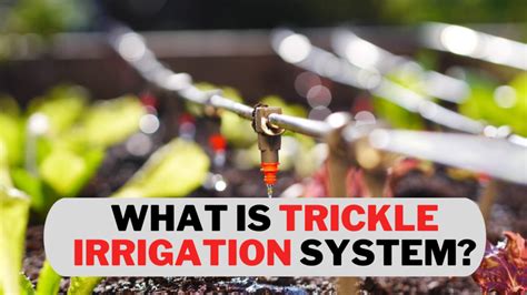 ट्रिकल सिंचाई Trickle Irrigation प्रणाली क्या है