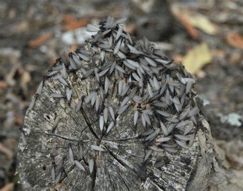 Subterranean Termite Treatment