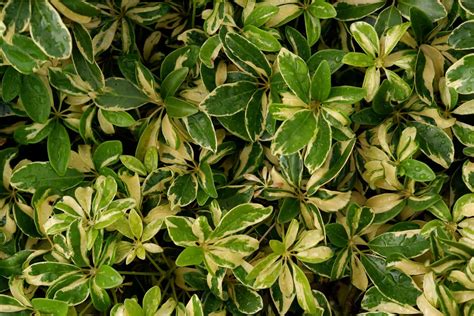 Variegated Pittosporum Hedge