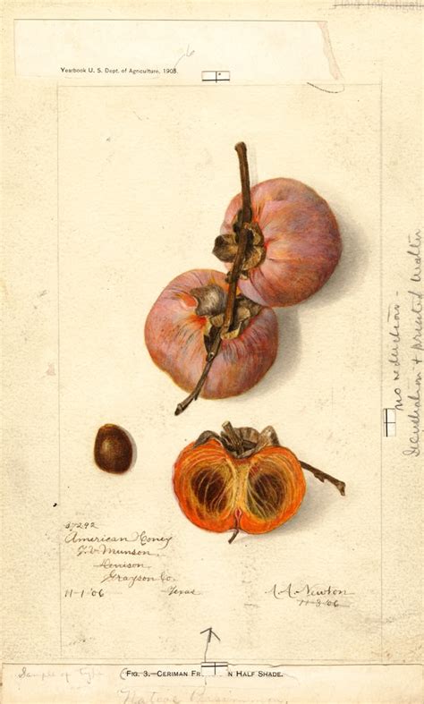 Persimmons American Honey 1906 Print Botanical Drawings Botanical