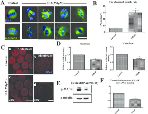 Bpa Results In Oocyte Cytoskeletal Abnormalities During Porcine Oocyte