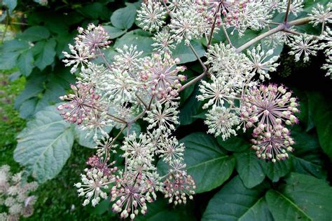 Aralia Californica Elk Clover