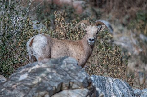 230 Borrego Del Desierto Fotografías De Stock Fotos E Imágenes Libres De Derechos Istock