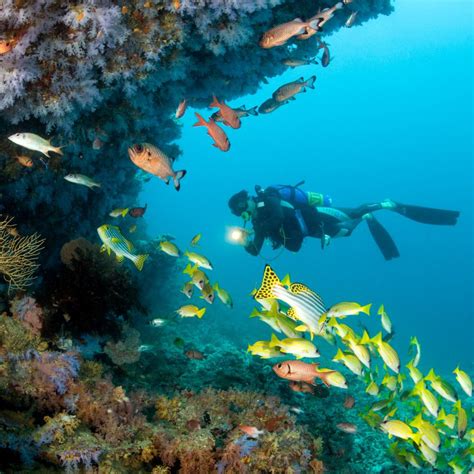 Encouraging Life In Explorer Mode Prosek Partners