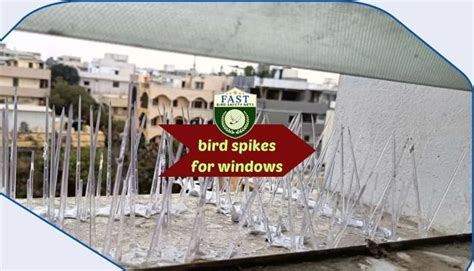 How To Bird Proof Your Windows A Step By Step Guide Fast Safety