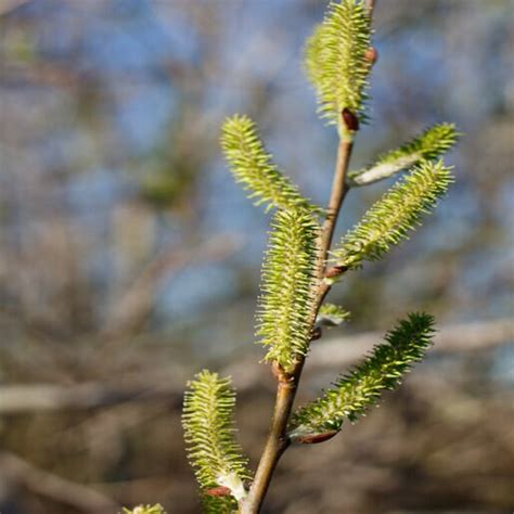 Salix Lasiolepis Arroyo Willow Siteone