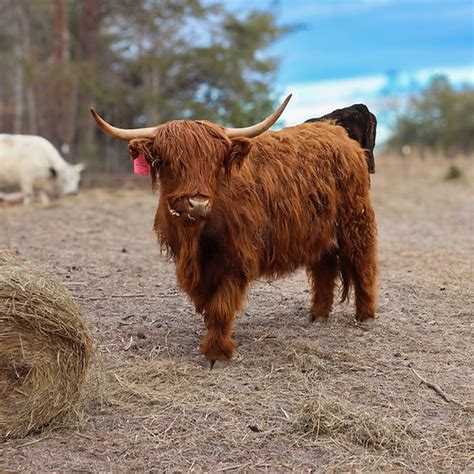 Midmini Highland Cows Mcladke Orchards