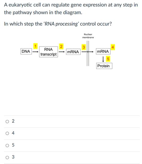 Solved A Eukaryotic Cell Can Regulate Gene Expression At Any Chegg