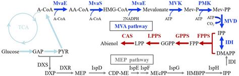 The Mep Pathway And Mva Pathway For Cis Abienol Production In E Coli