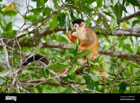 Central American Squirrel Monkey Or Red Backed Squirrel Monkey Saimiri