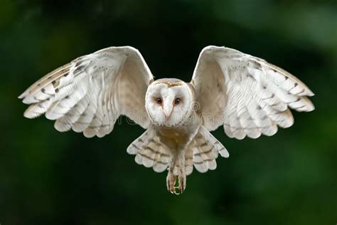 Barn Owl In Flight With Wings Spread Wide Stock Image Image Of