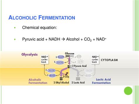 Ppt Chptr 9 Cellular Respiration And Fermentation Powerpoint