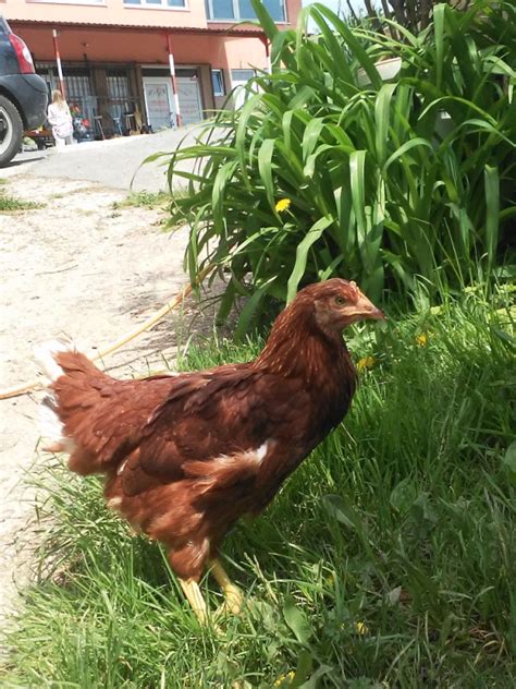 Kokoske Nosilice Kokoške Olxba