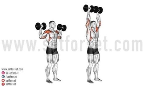 Military Press Muscles Worked