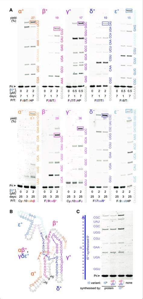 Ribozyme Self Synthesis And Assembly Of Its Own Catalytic Domain A