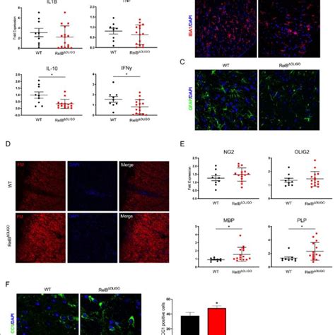 Quantification Of Mbp Staining Using Optical Density A Download