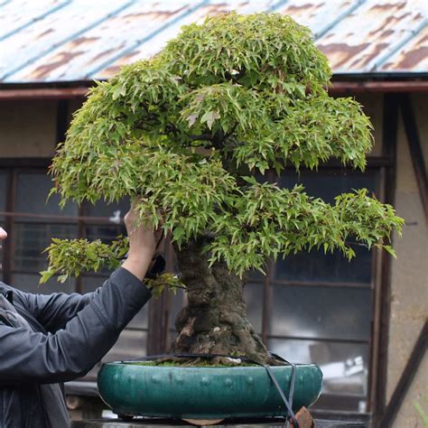 Japanese Maple Bonsai Tree Care