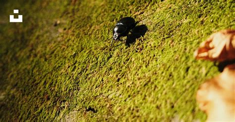 A Small Black Object On A Mossy Surface Photo Free Wildlife Image On