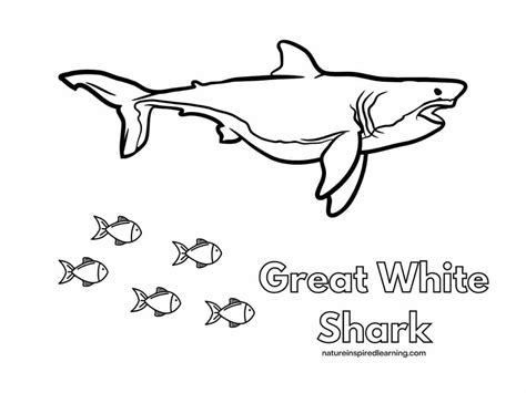 Great White Shark Coloring Sheet