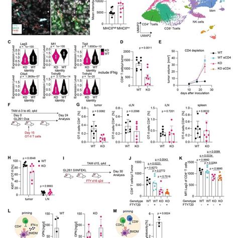 Intratumoral Mhcii Presentation And Cd4 T Cell Limits Opn Expression Download Scientific
