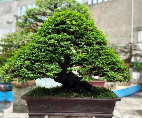 Top 10 Loại Cây Chơi Bonsai Mini Đẹp Dễ Chăm Chuẩn Phong Thủy VƯỜn NhỎ