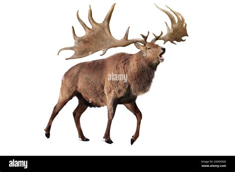 Illustration And Photo Reconstruction Of An Irish Elk Megaloceros