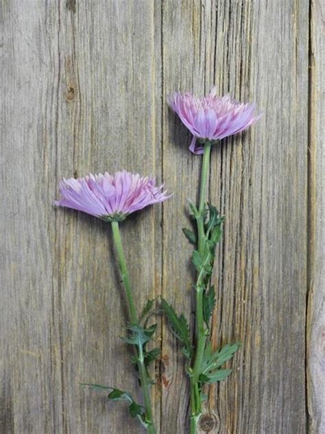 Wholesale Carina Cremone Lavender Disbuds Delivered Online Flowerfarm