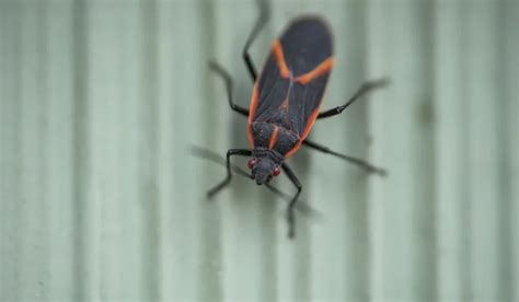 Boxelder Bugs In Ohio Why They Invade And How To Stop Them