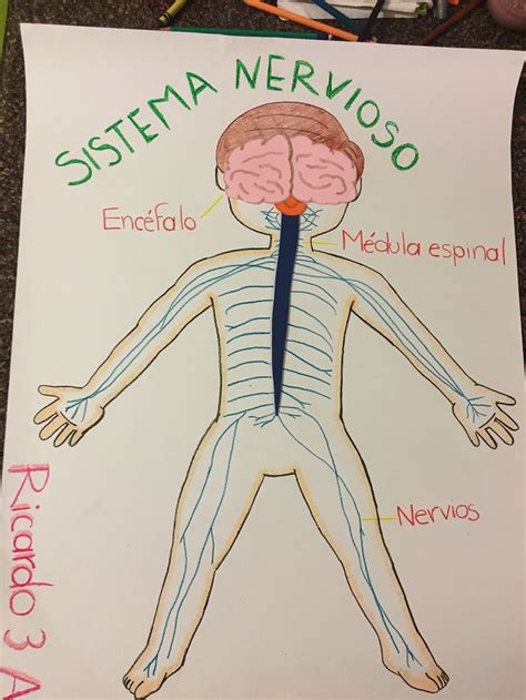 Sistema Nervioso Nervoussystem Dibujo Del Sistema Nervioso Sistema
