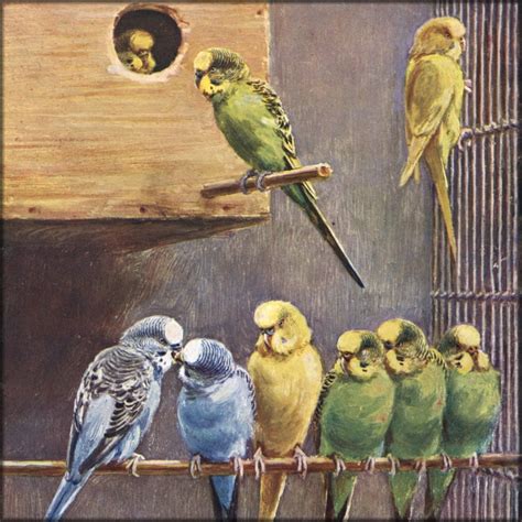 William Luker Australian Budgerigars