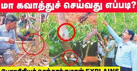 `மா கவாத்து இப்படிச் செய்தால் மகத்தான லாபம் ஈட்டலாம் பேராசிரியர் செந்தூர்குமரன் Mango Tree