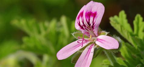 Pelargonium Graveolens Medicinal Uses