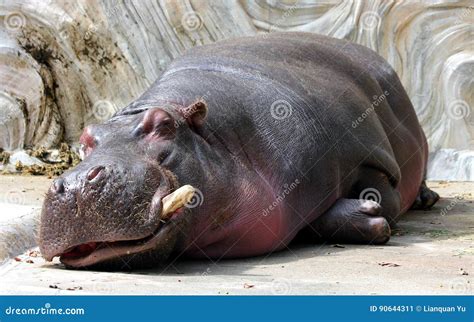 Hippo Sleeping Stock Image Image Of Estrus Nose River 90644311