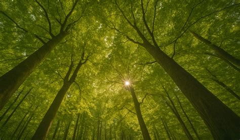 Selective Vs Intensive Logging Key Differences And Ecological