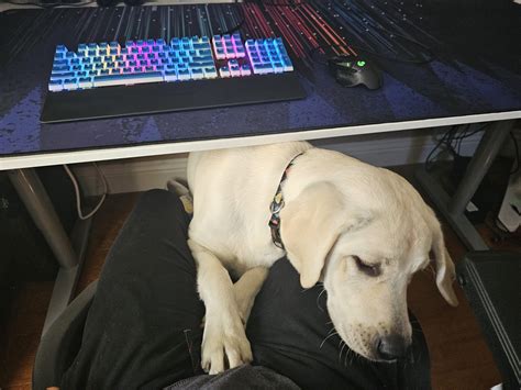 gaming buddy does not want me to play rust r pcmasterrace