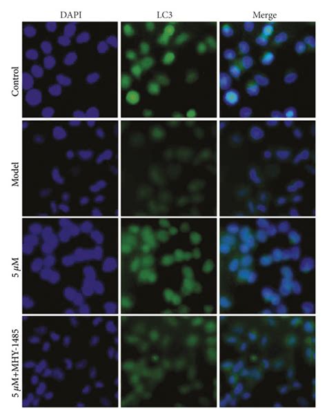 Effects Of The Compound 2 On The Pi3k Akt Mtor Signal Pathway A C