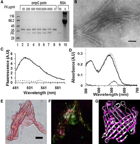 Ompc Of E Coli Exhibited The Diagnostic Features Of Amyloid A Download Scientific Diagram