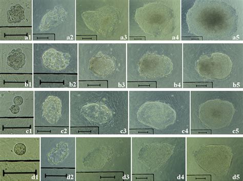Efficient Differentiation Of Mouse Embryonic Stem Cells Frontiers