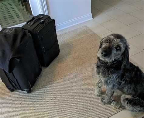 Can I Come Too Spasso Fun Walks And Meaningful Chats