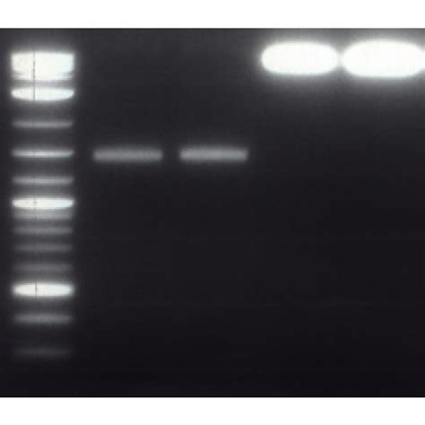 Agarose Le Nbs Biologicals
