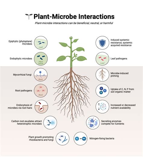 Rhizosphere Definition Bacteria Structure Importance Biology